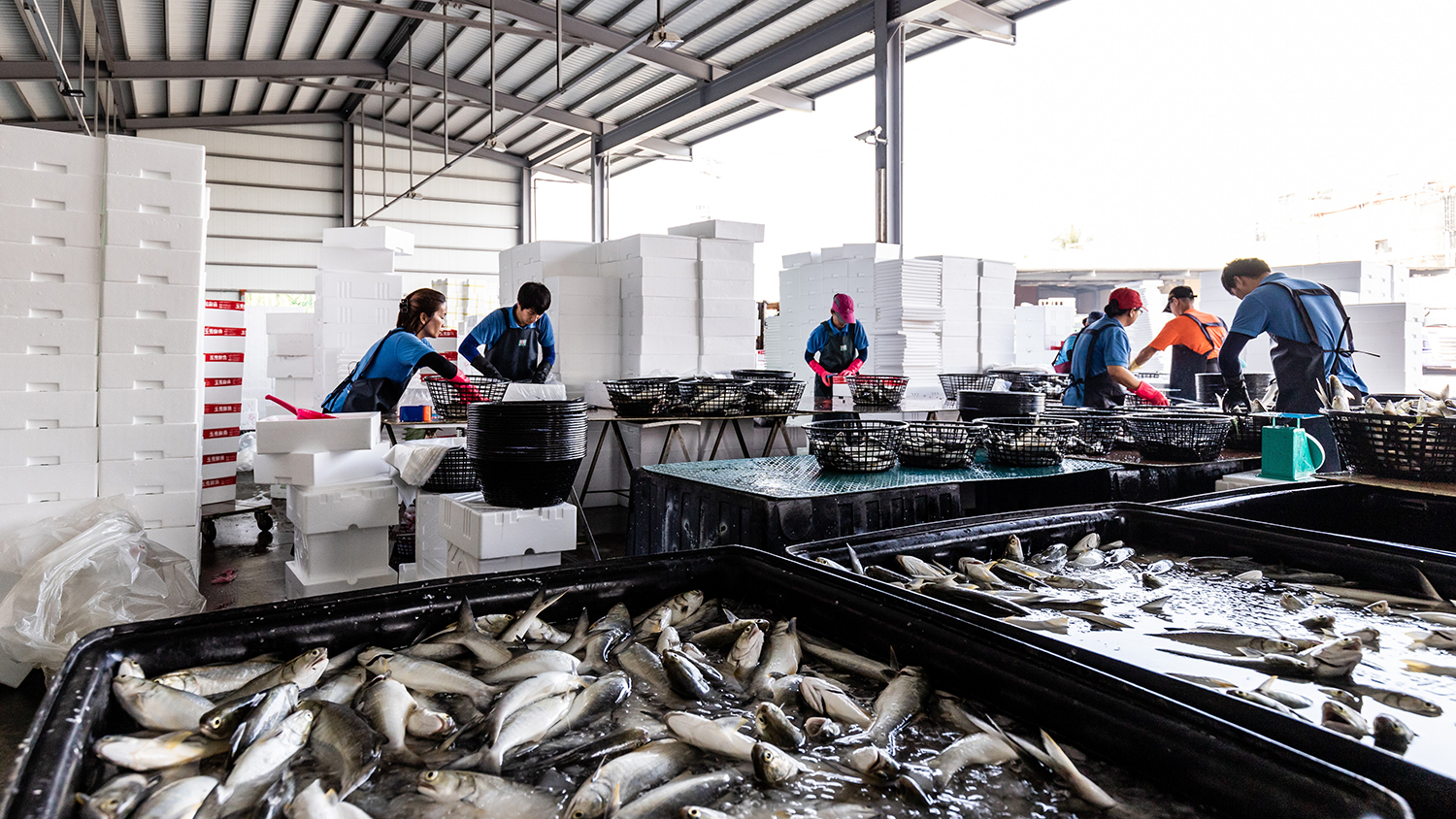 全球漁業水產養殖概況 Fao指出：魚類人均消費量創新高紀錄 農傳媒