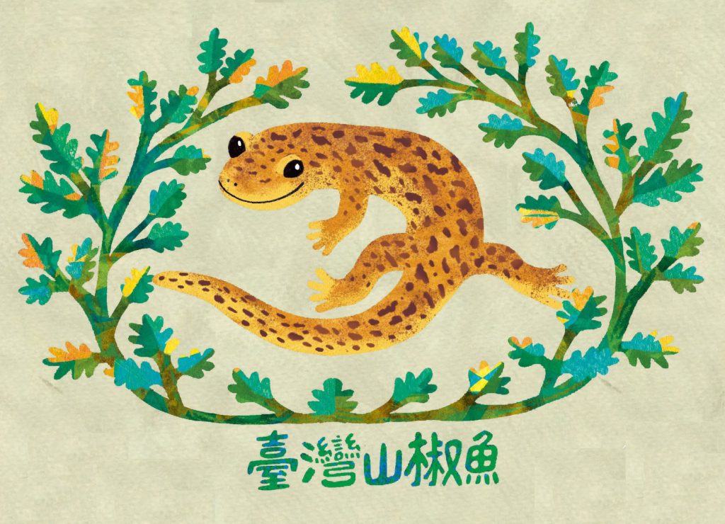 【臺灣原生種】臺灣山椒魚Hynobius formosanus - 農傳媒