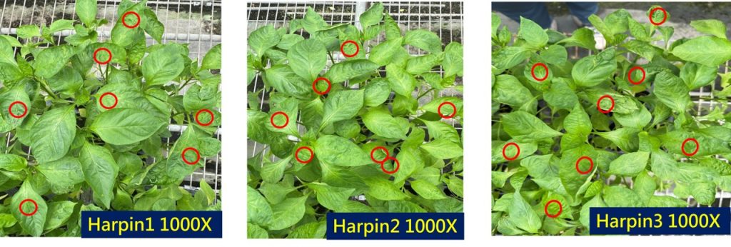 高雄農改場開發Harpin蛋白做植物保護資材 預防蝴蝶蘭軟腐病逾75% - 農傳媒